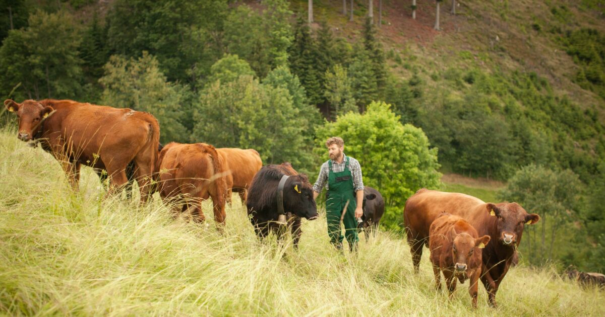 Lang leve de boeren! - BoerenBed